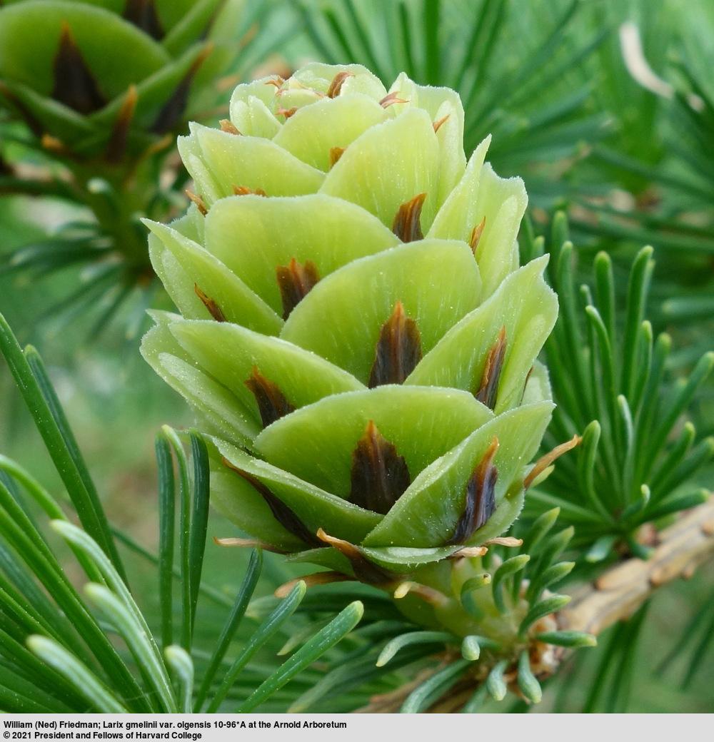 Photo of the cone of Larix gmelinii var. olgensis posted by scvirginia - Garden.org