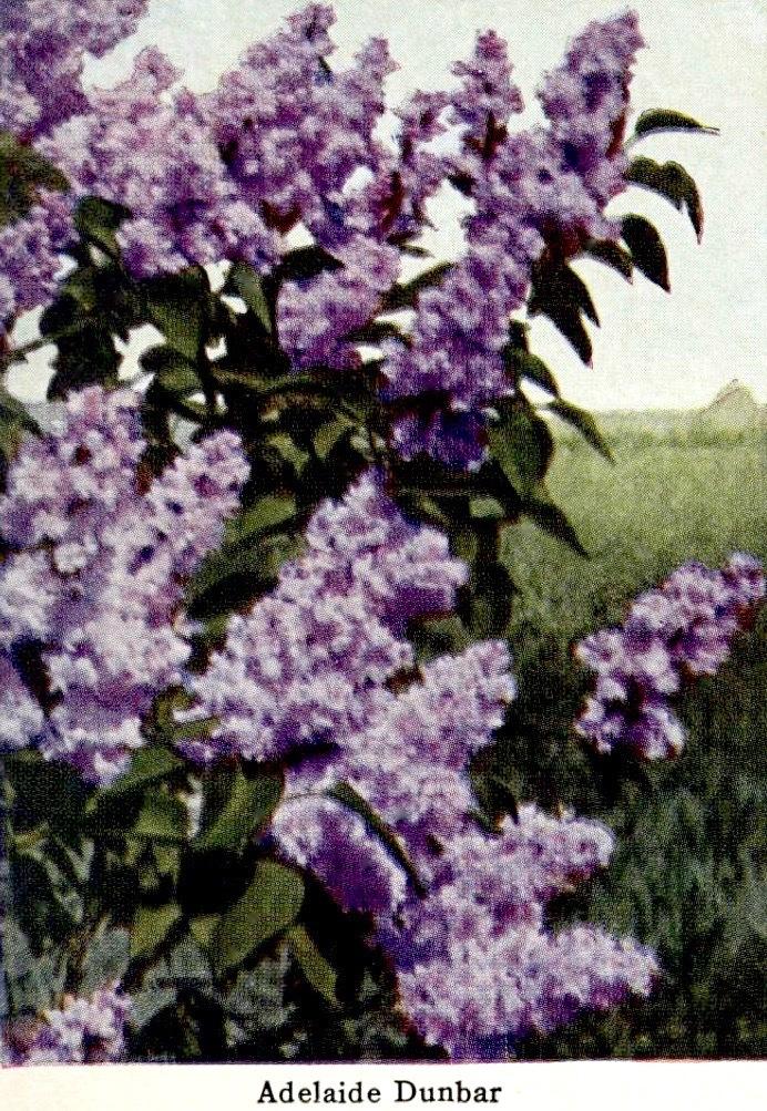 Photo of the documentation of Common Lilac (Syringa vulgaris 'Adelaide ...