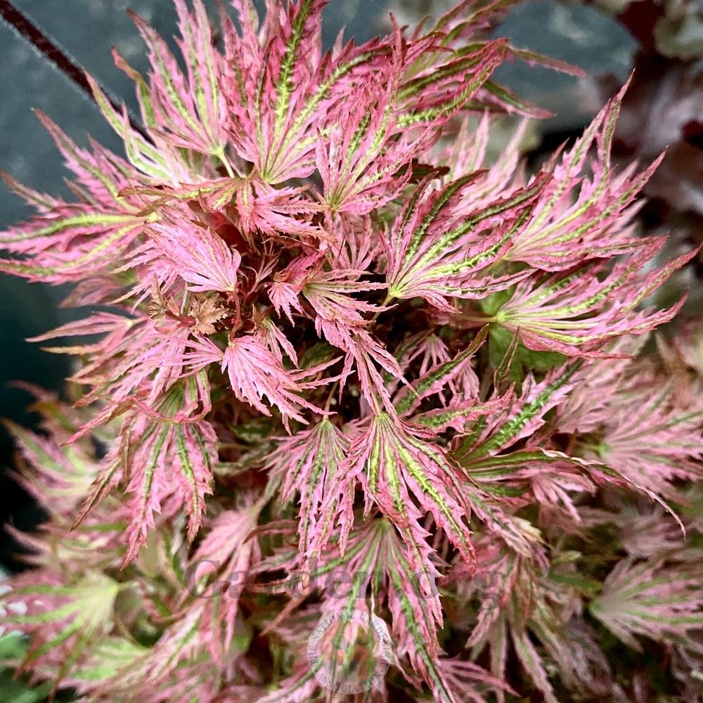 Japanese Maple (Acer palmatum 'Abigail Rose') - Garden.org