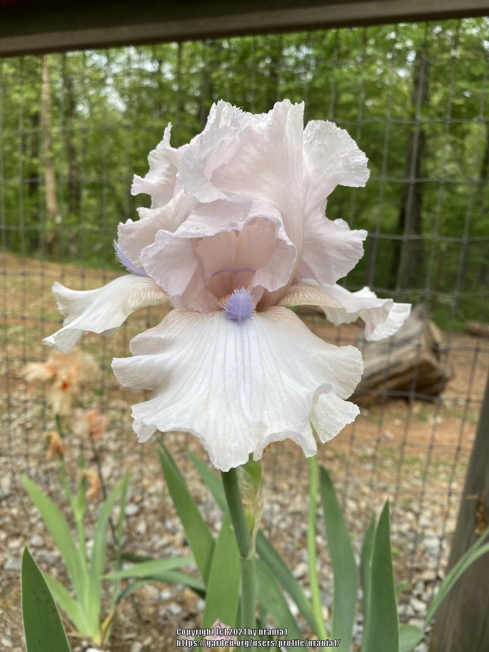 Tall Bearded Iris (Iris 'Mary and John') in the Irises Database ...