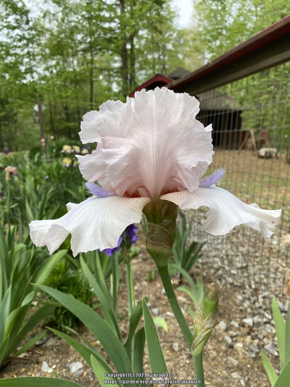 Photo of the bloom of Tall Bearded Iris (Iris 'Mary and John') posted ...