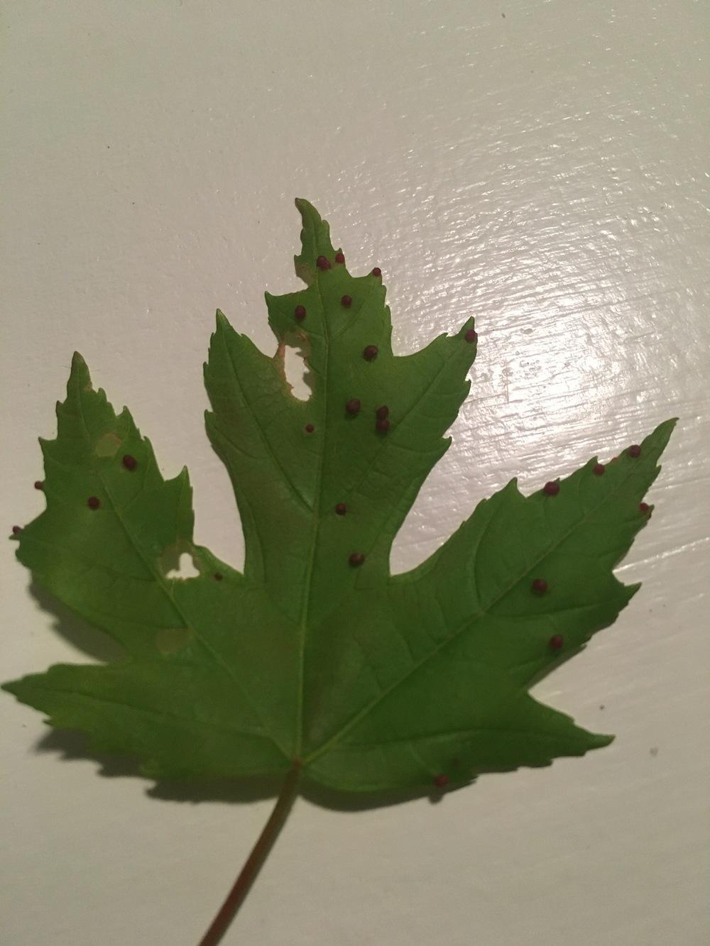 Red maple gall in the Pests and Diseases forum - Garden.org