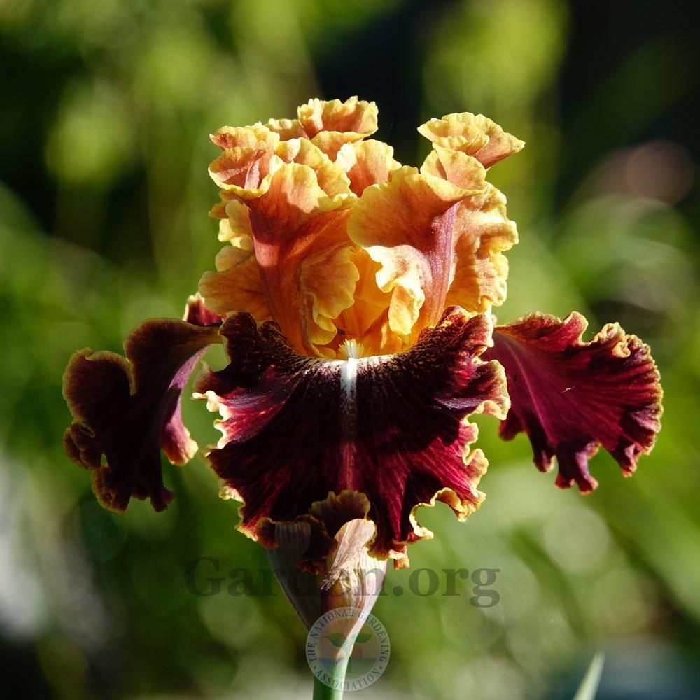 Photo of the bloom of Tall Bearded Iris (Iris 'Volcanic Glow') posted by Patty - Garden.org
