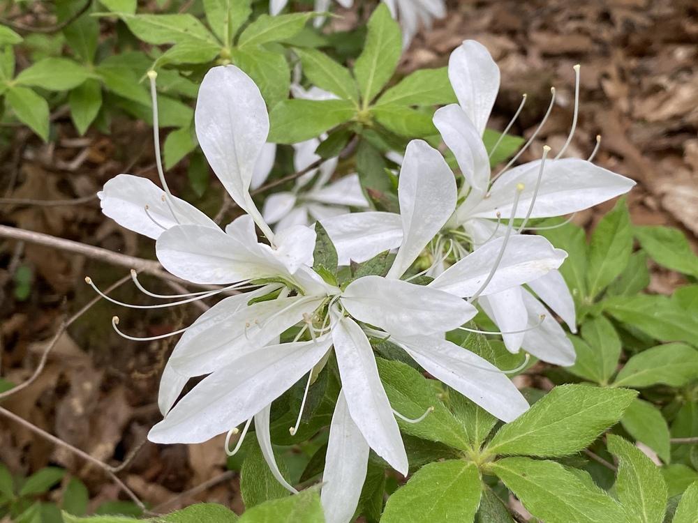 Evergreen Azalea (Rhododendron 'Wagner's White Spider') in the ...