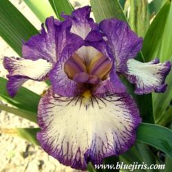 Tall Bearded Iris (Iris 'Berry Ripple') in the Irises Database - Garden.org