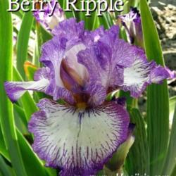 Tall Bearded Iris (Iris 'Berry Ripple') in the Irises Database - Garden.org