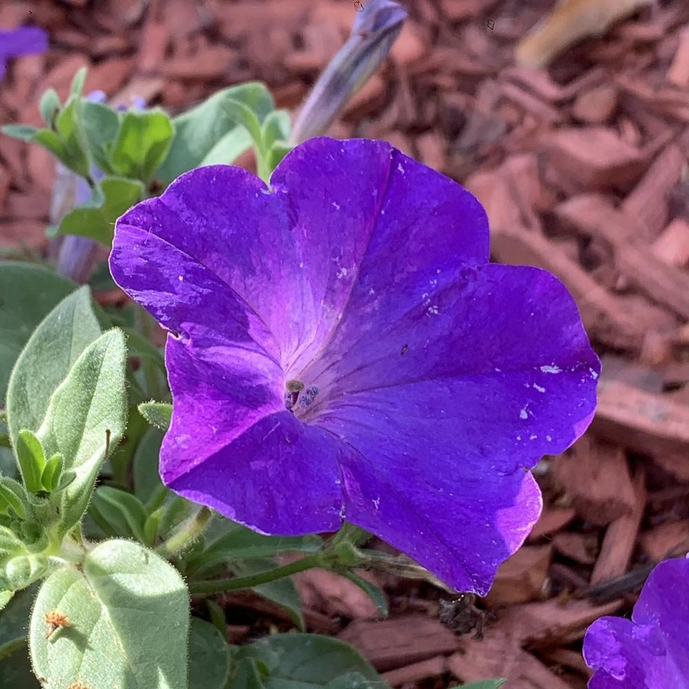 Photo of the bloom of Multiflora Spreading/Trailing Petunia (Petunia ...