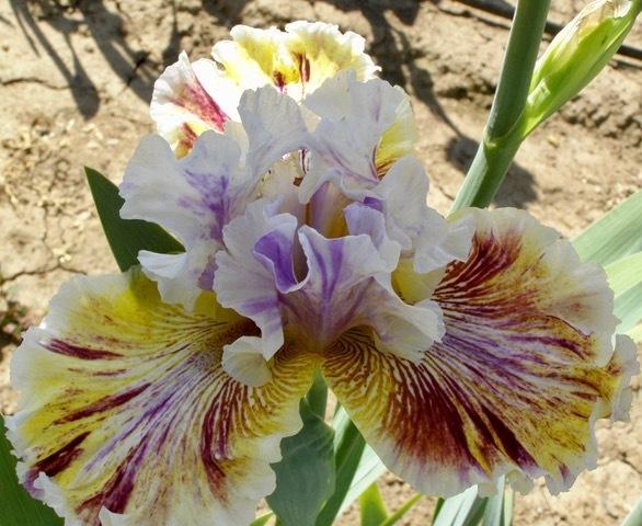 Photo of the bloom of Tall Bearded Iris (Iris 'Zip Zing Zowie') posted by Irisfisher - Garden.org