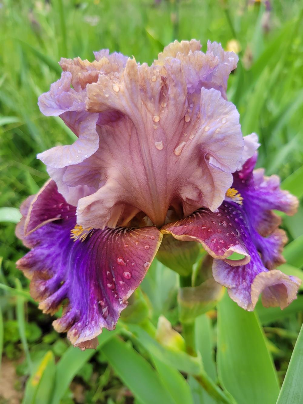 Photo of the bloom of Tall Bearded Iris (Iris 'Panjandrum') posted by KyDeltaD - Garden.org