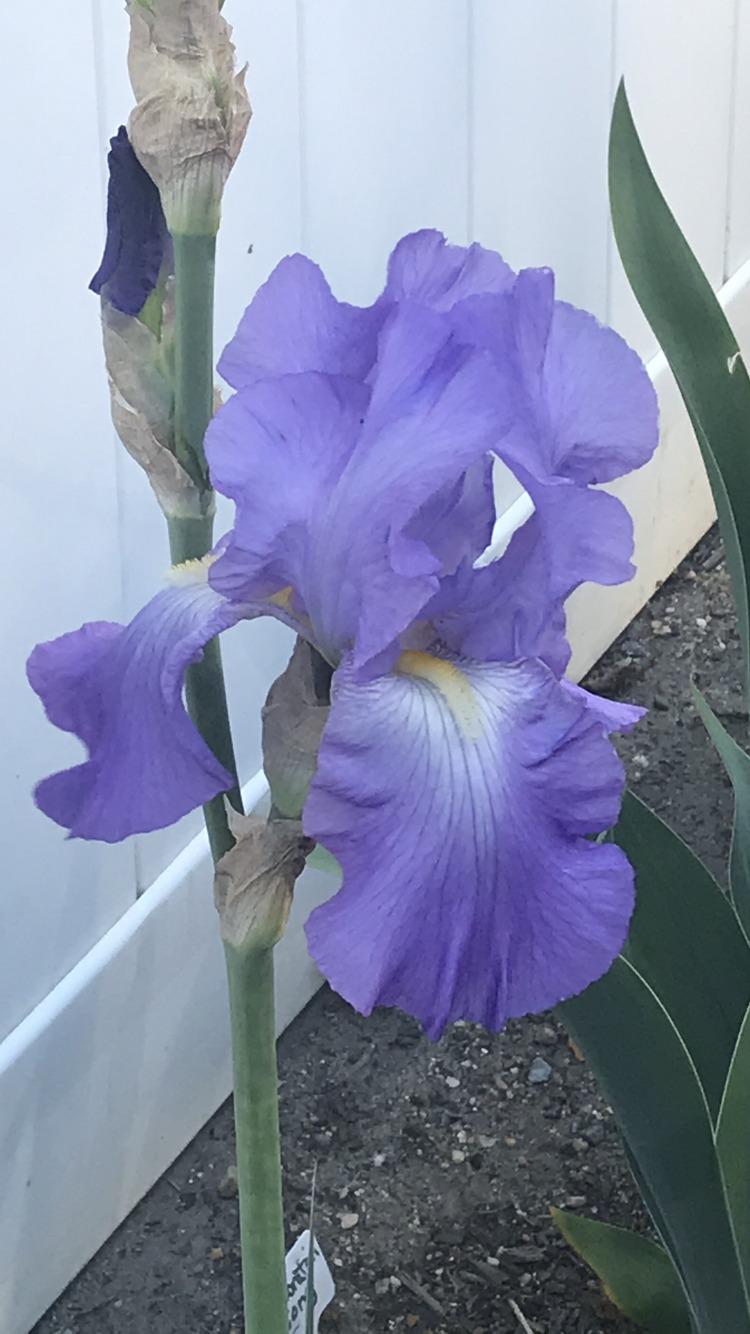 Tall Bearded Iris (Iris 'Royal Crest') in the Irises Database - Garden.org