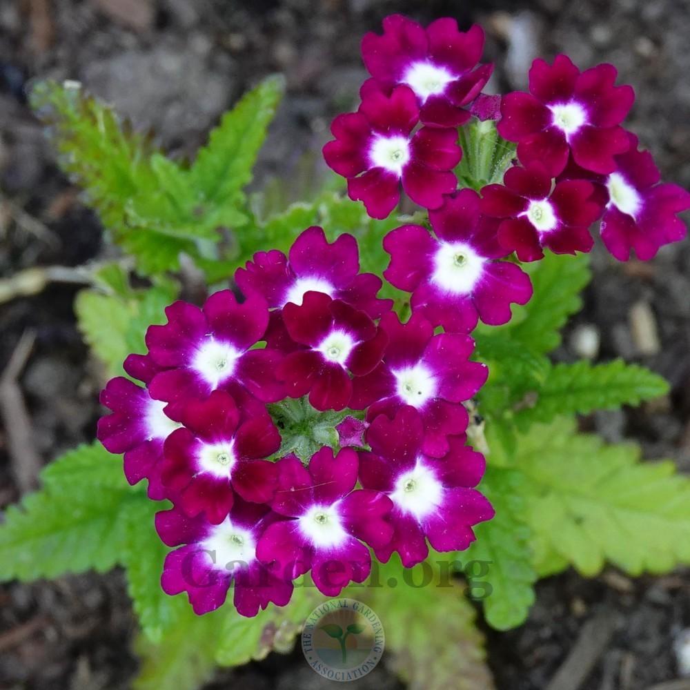 Garden Verbena (Verbena x hybrida 'Quartz XP Burgundy with Eye ...