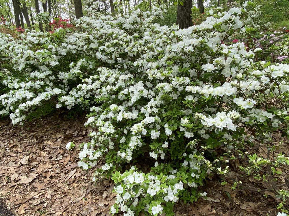 Rhododendron 'Polar Bear' in the Rhododendrons Database - Garden.org