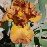 Tall Bearded Iris (Iris 'Cable Car') in the Irises Database - Garden.org