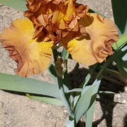 Tall Bearded Iris (Iris 'Cable Car') in the Irises Database - Garden.org