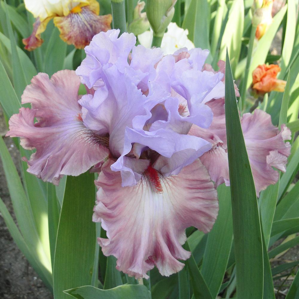 Photo of the bloom of Tall Bearded Iris (Iris 'Feeling Romantic ...