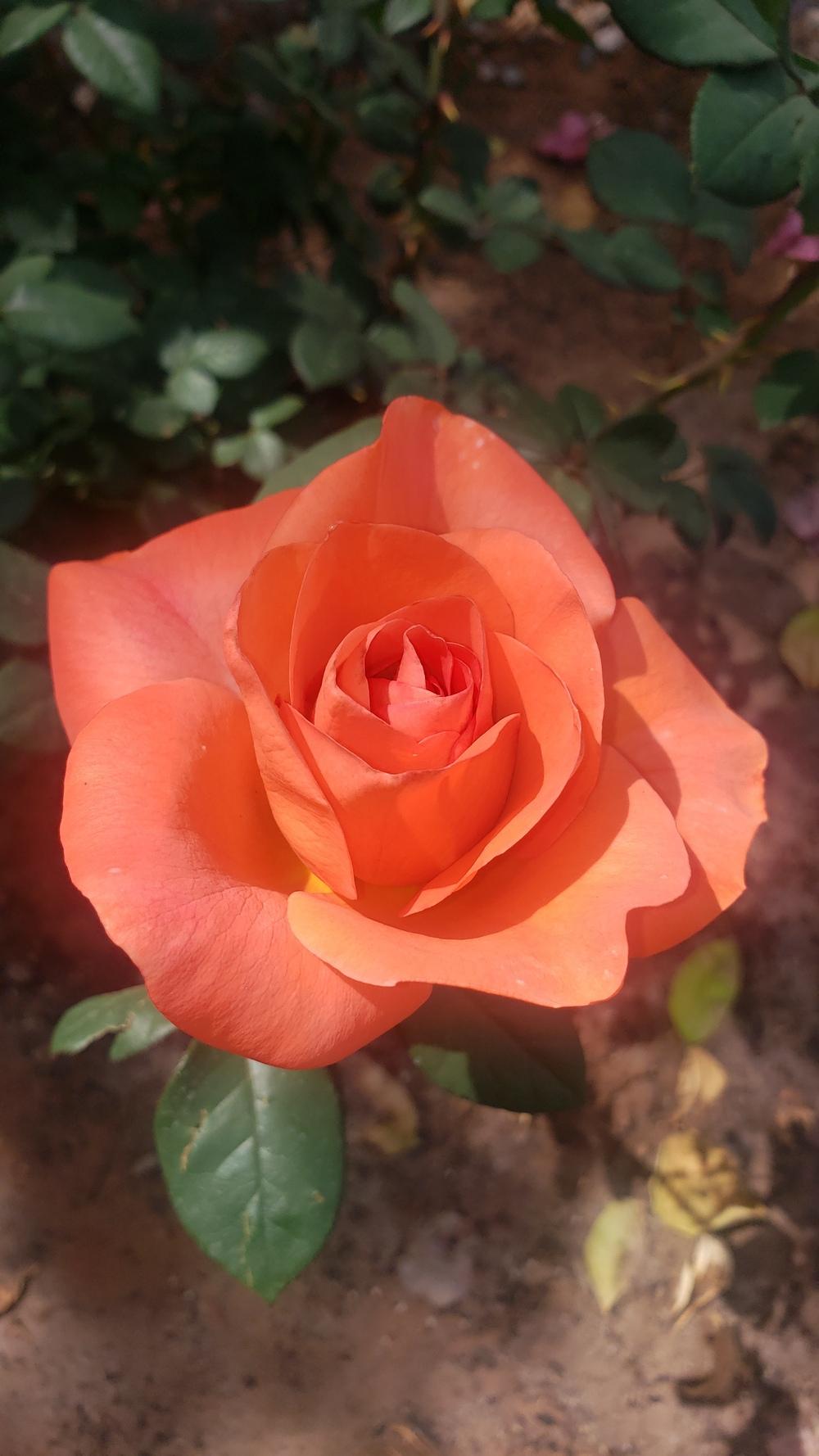 Photo of the bloom of Rose (Rosa 'Ring of Fire') posted by ...