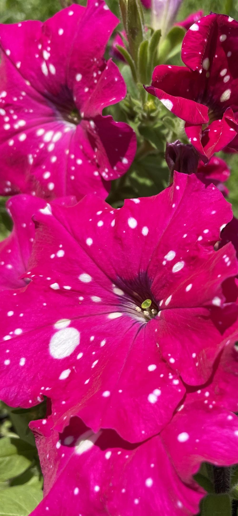 Photo of the bloom of Petunia Headliner™ Pink Sky posted by ...
