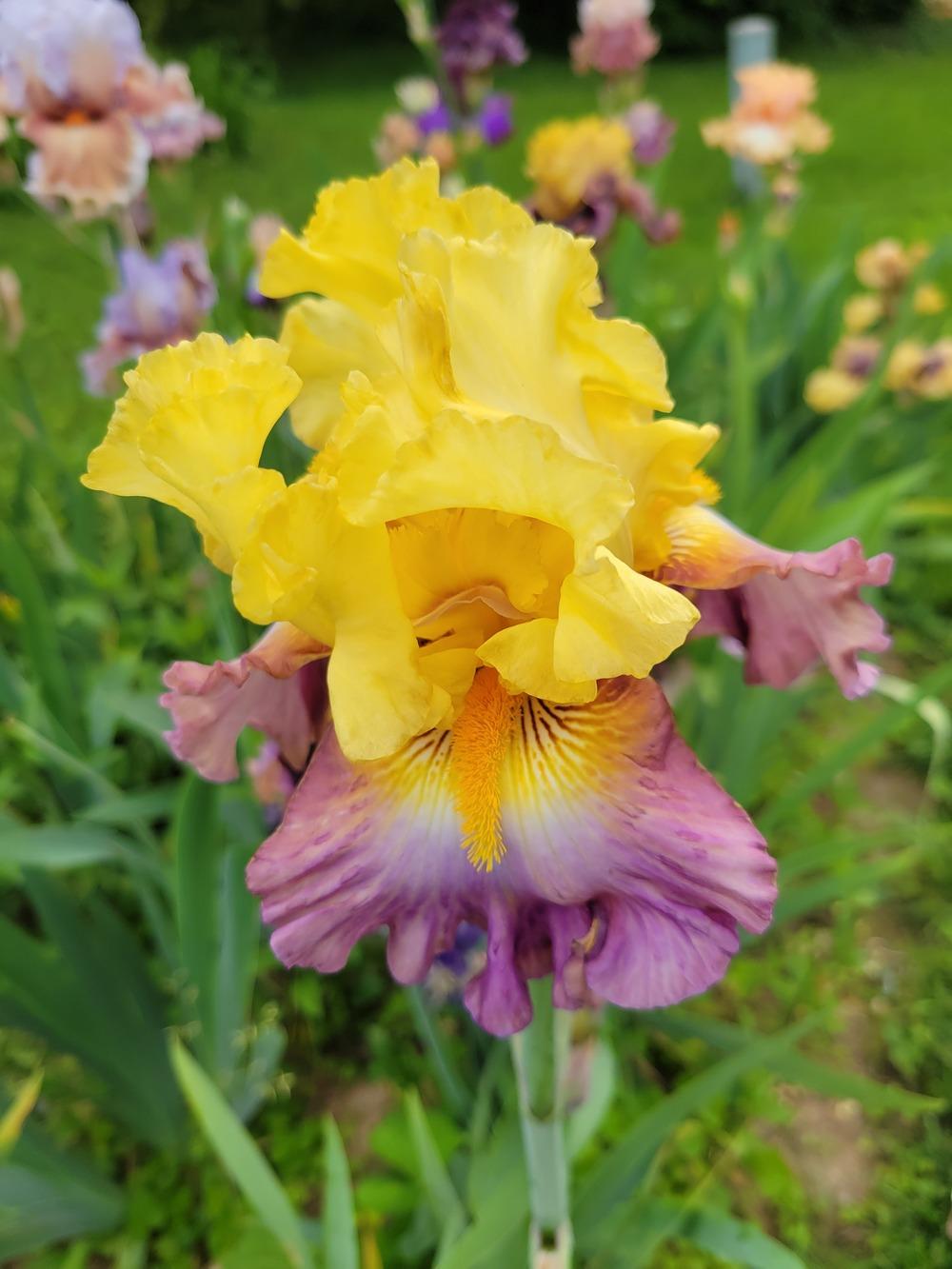 Photo of the bloom of Tall Bearded Iris (Iris 'Enthralled') posted by ...