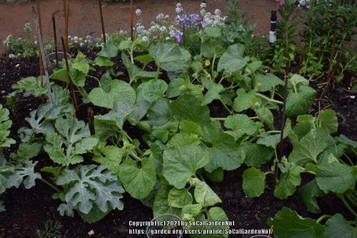 2021 Melon Thread in the Vegetables and Fruit forum - Garden.org