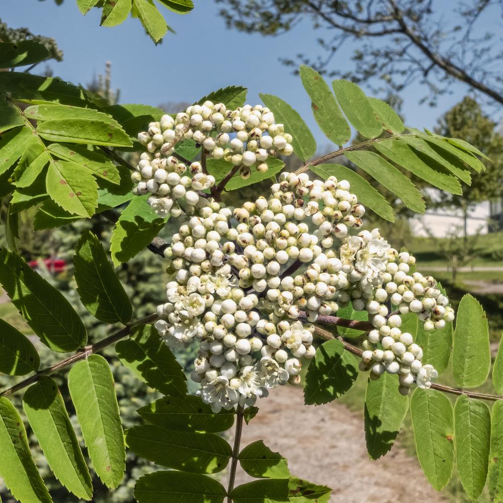 Mountain Ash (Sorbus aucuparia Cardinal Royal®) - Garden.org