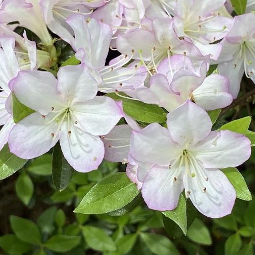 Kurume Azalea (Rhododendron 'Delicatissima') in the Rhododendrons ...