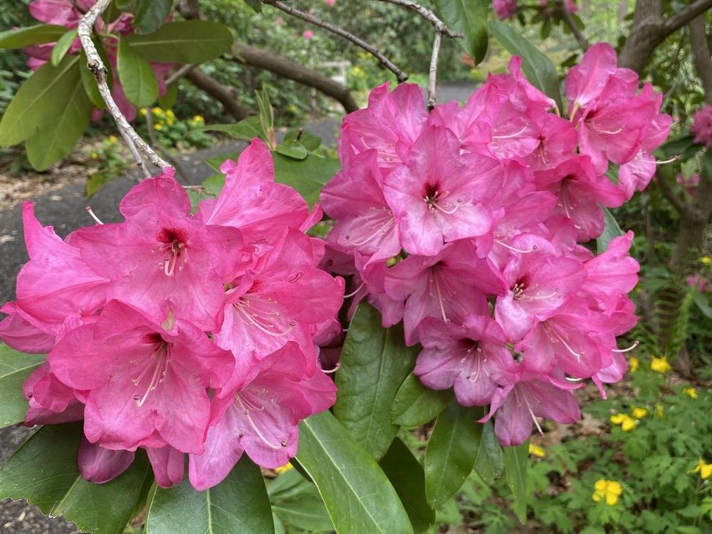 Rhododendron 'David Gable' in the Rhododendrons Database - Garden.org