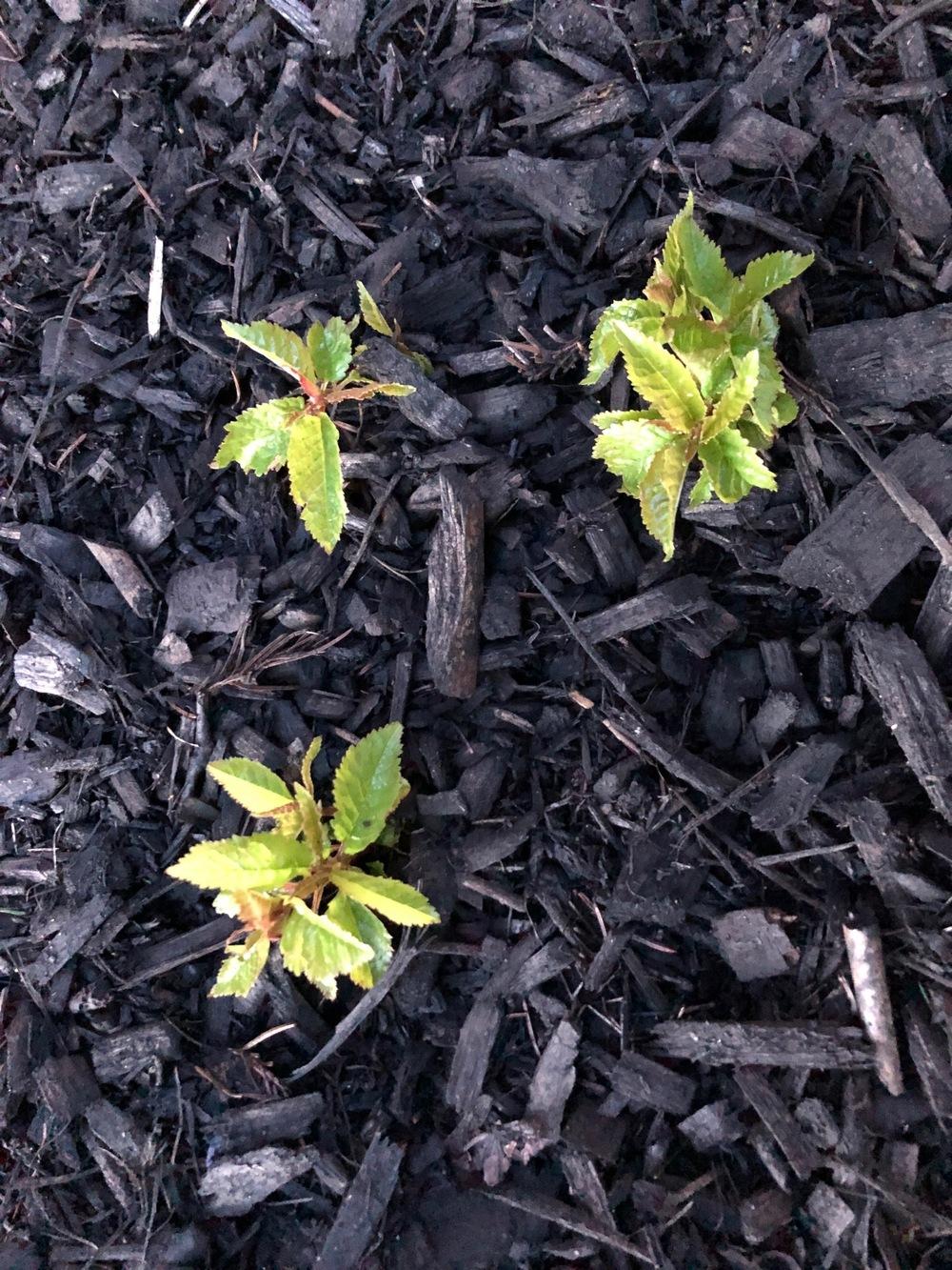 Help identifying stubborn weed in the Plant ID forum - Garden.org