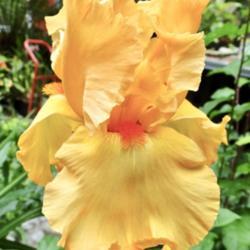 Tall Bearded Iris (Iris 'China Moon') in the Irises Database - Garden.org