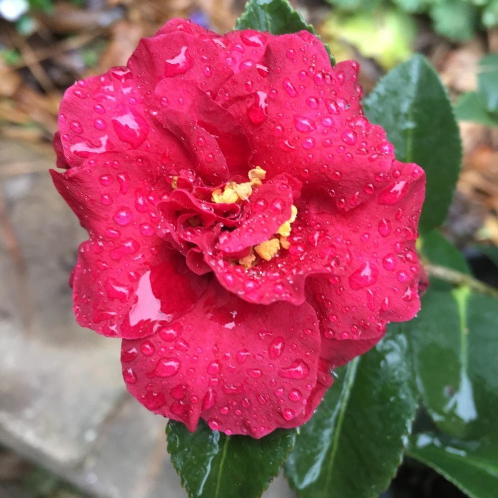 Sasanqua Camellia (Camellia sasanqua Hot Flash™) in the Camellias Database - Garden.org