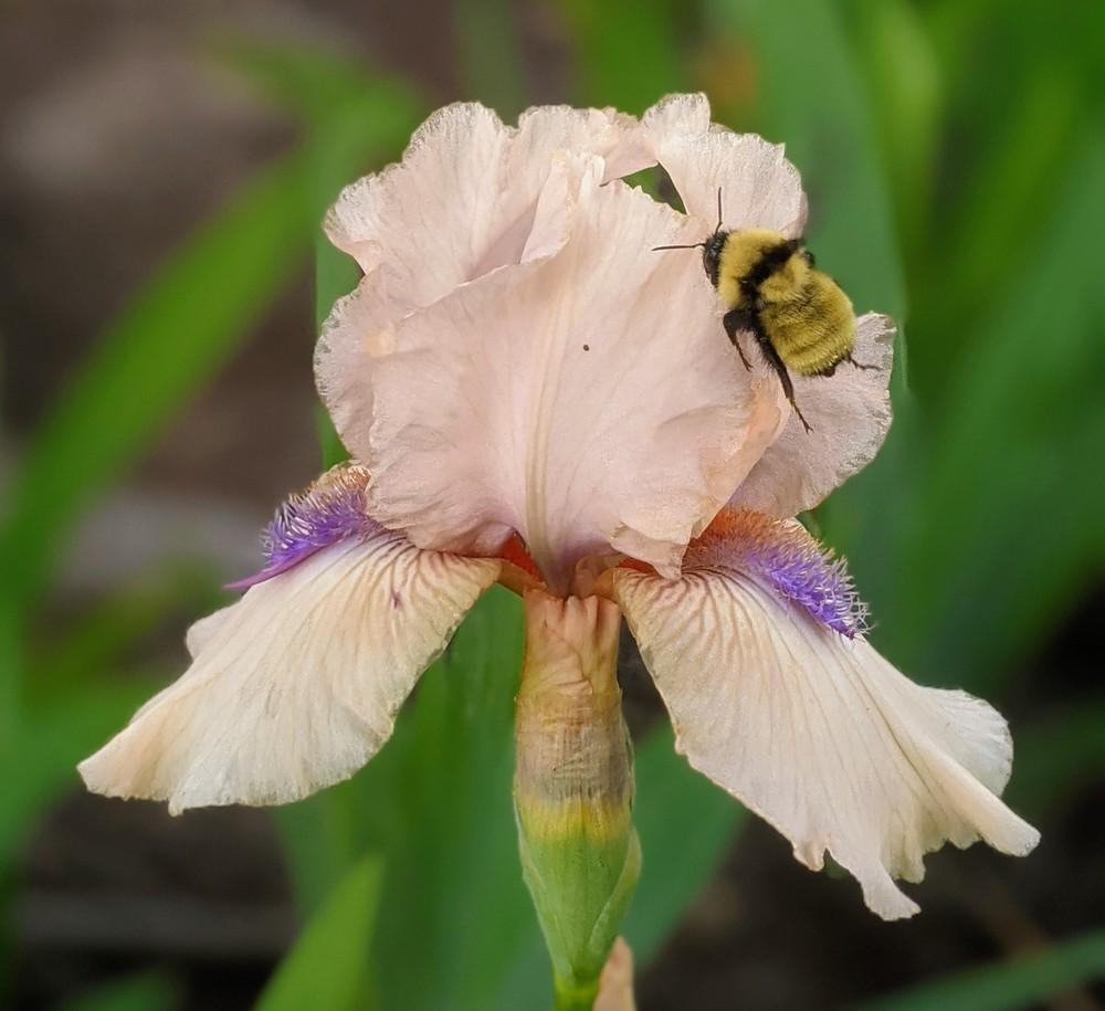Photo of the bloom of Intermediate Bearded Iris (Iris 'Viper') posted by Artsee1 - Garden.org