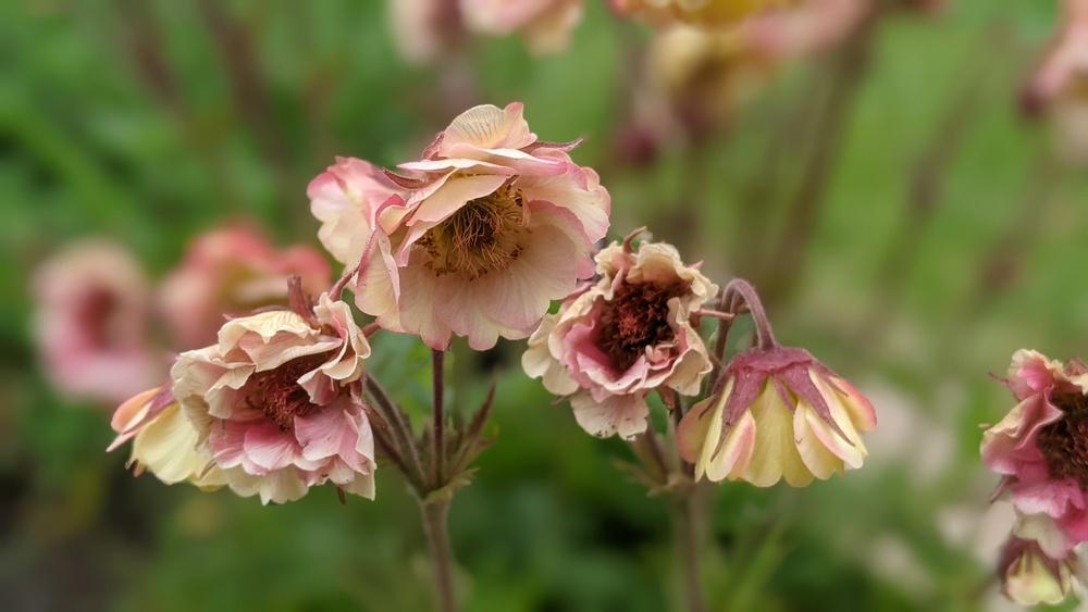 Geum Pretticoats™ Peach - Garden.org
