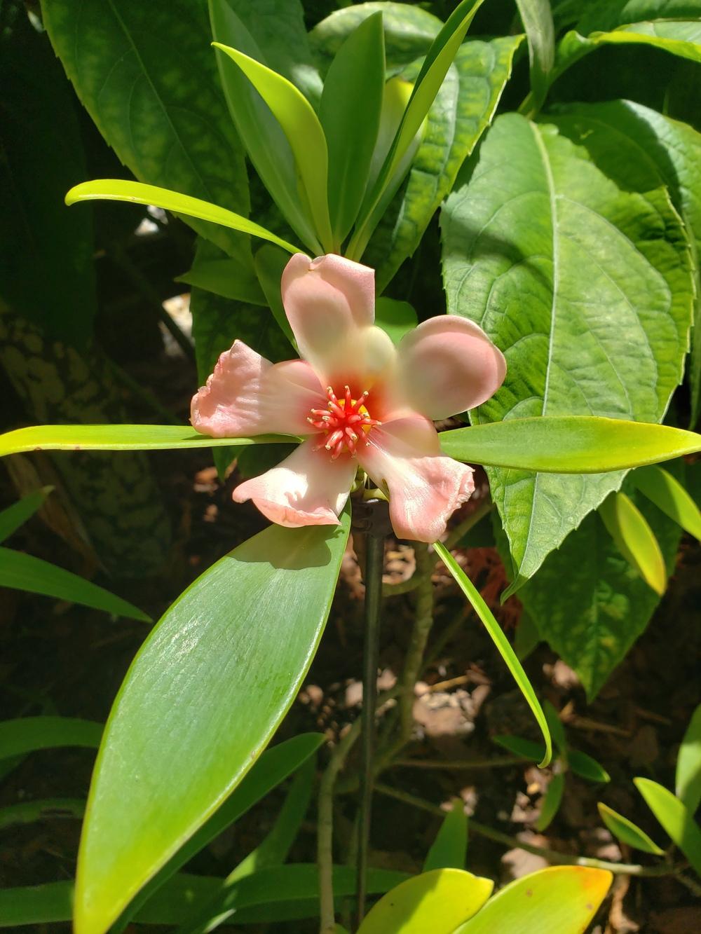 Photo of the bloom of Dwarf Pitch Apple (Clusia rosea 'Nana') posted by ...