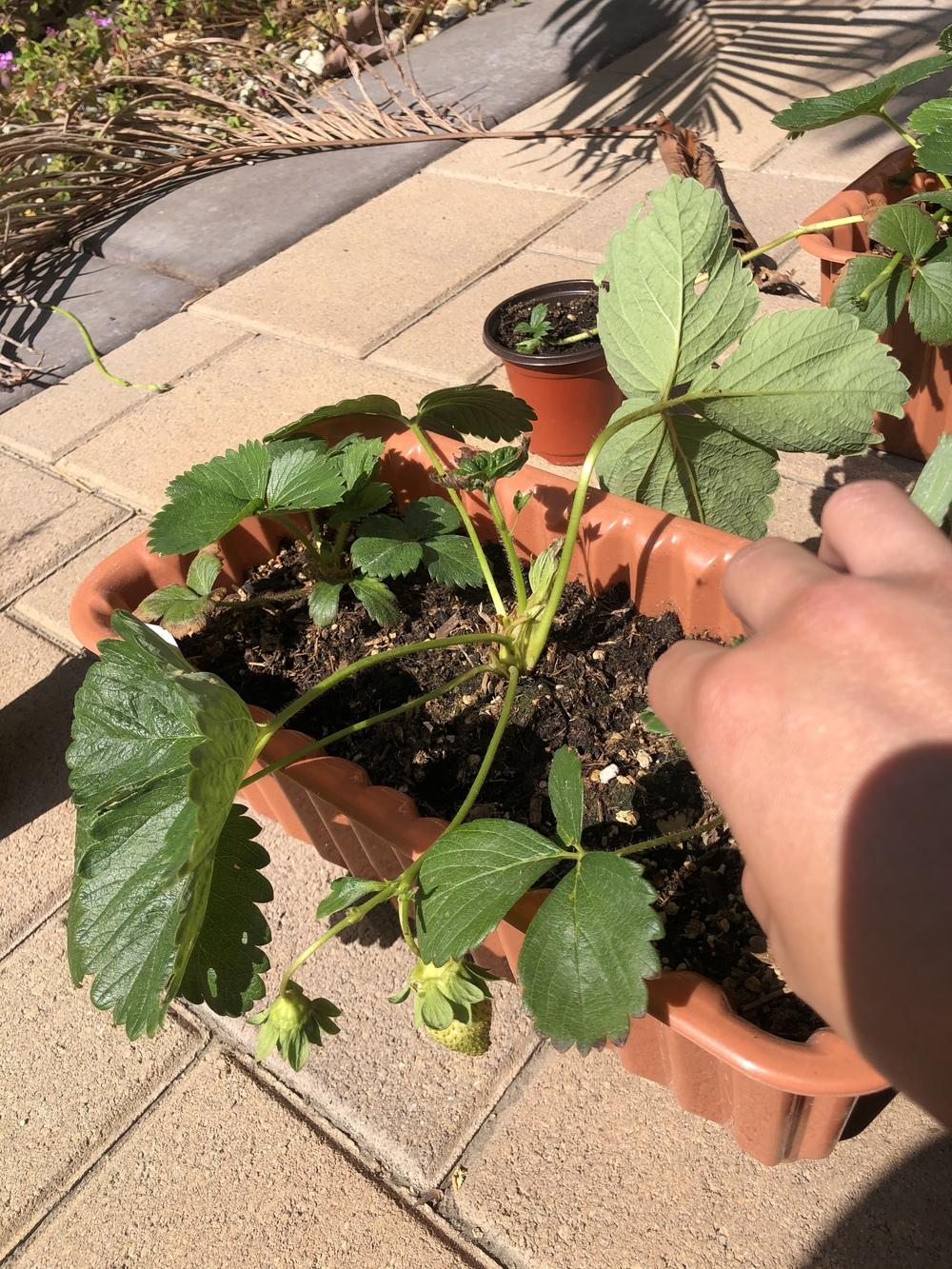 limp strawberry stems in the Ask a Question forum - Garden.org