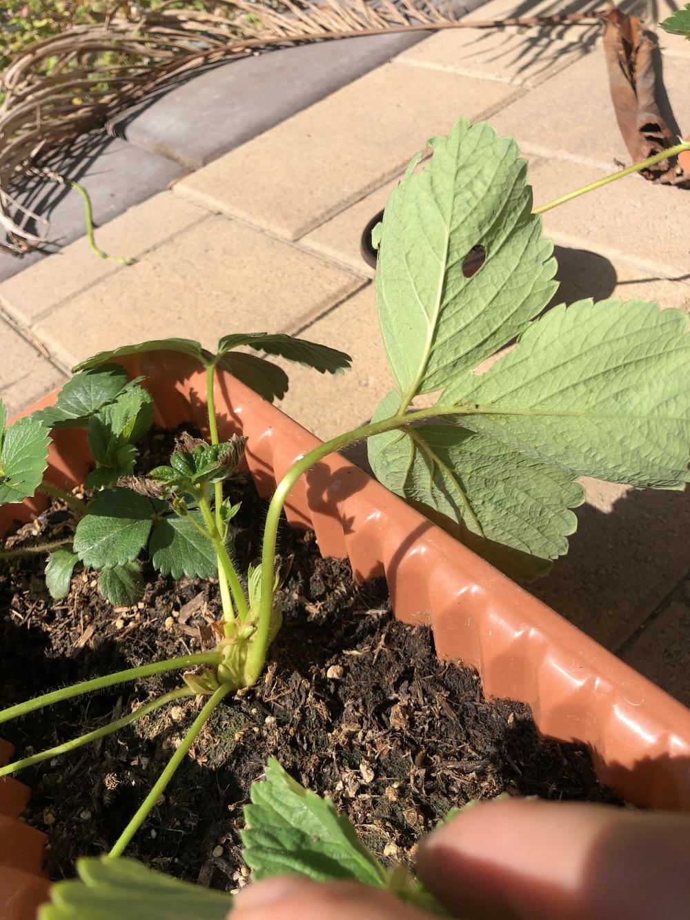 limp strawberry stems in the Ask a Question forum - Garden.org