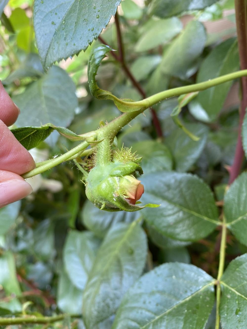 Help! Is this rrd? in the Roses forum - Garden.org