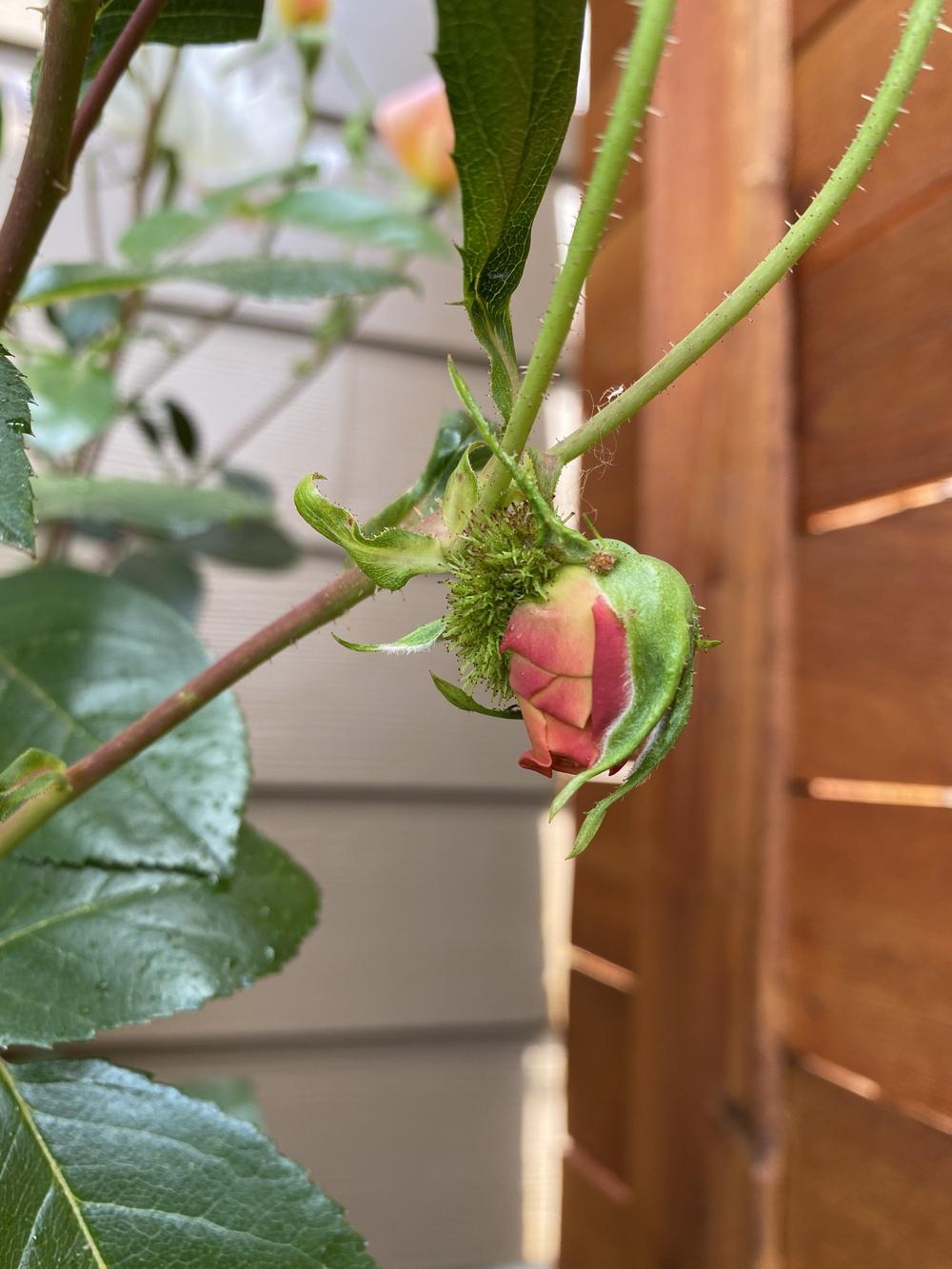 Help! Is this rrd? in the Roses forum - Garden.org