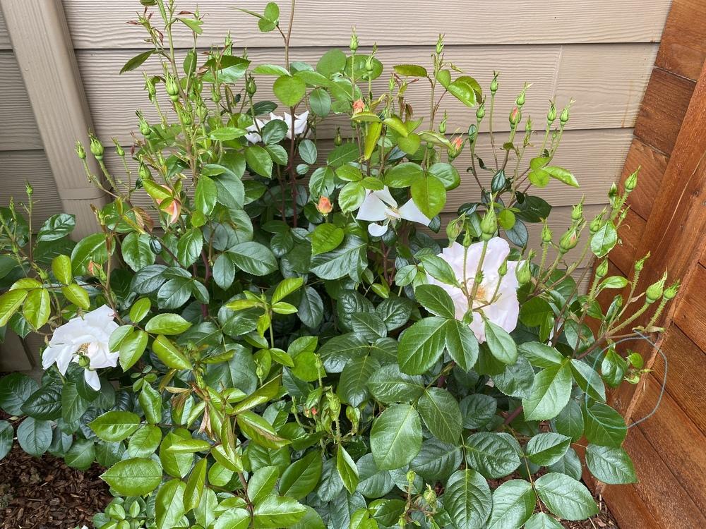 Help! Is this rrd? in the Roses forum - Garden.org