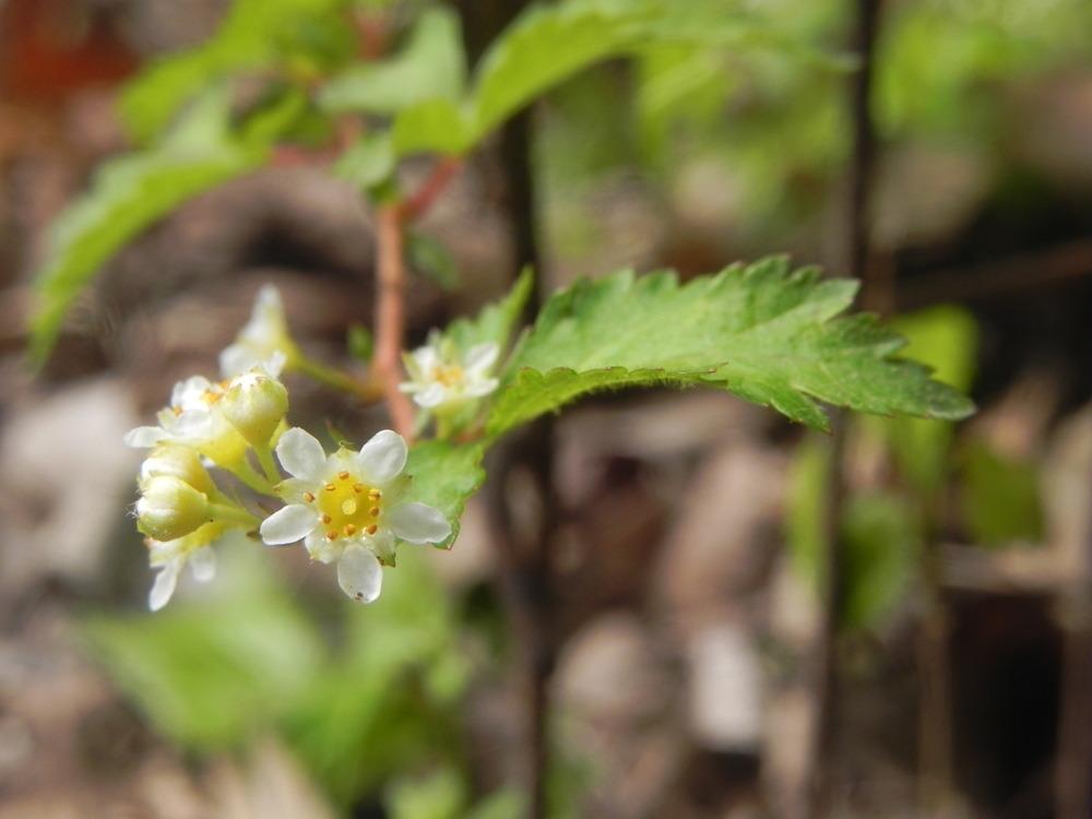Lace Shrub (Neillia incisa 'Crispa') - Garden.org