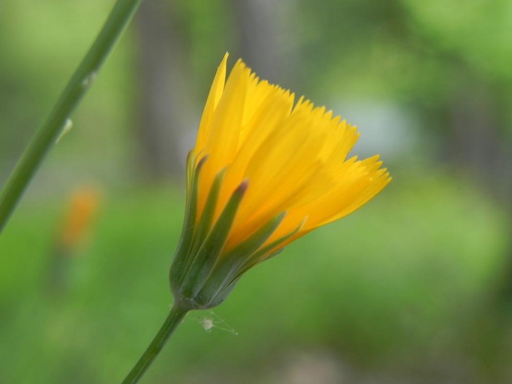Photo of the bloom of Dwarf Dandelion (Krigia biflora) posted by SL ...