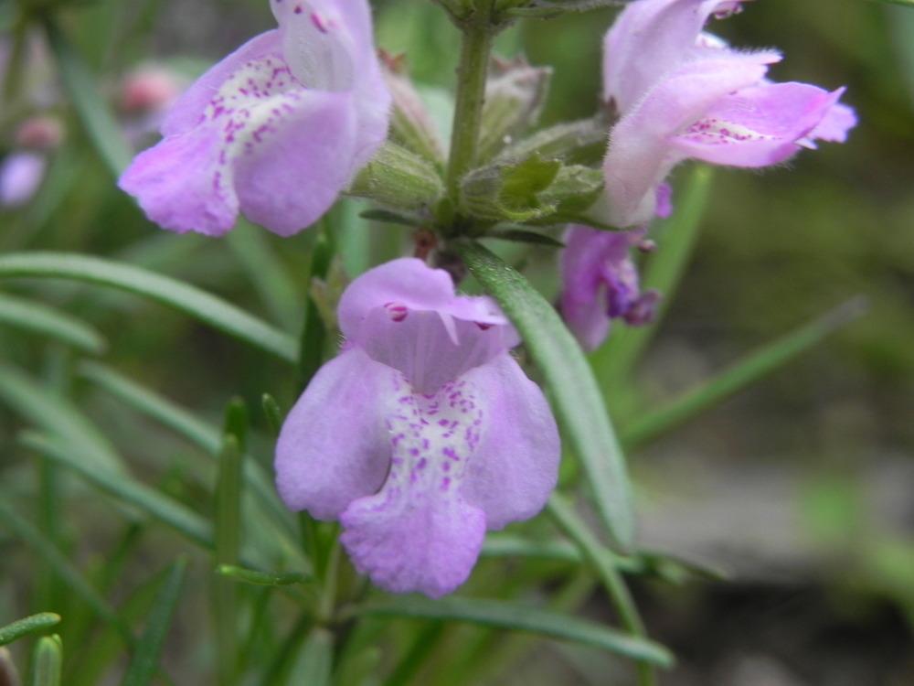 Cumberland False Rosemary (Conradina verticillata) - Garden.org