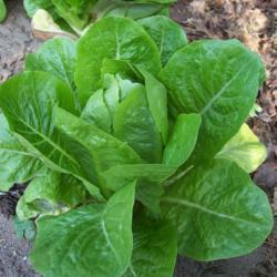 Lettuces: Collection of Varieties - Garden.org