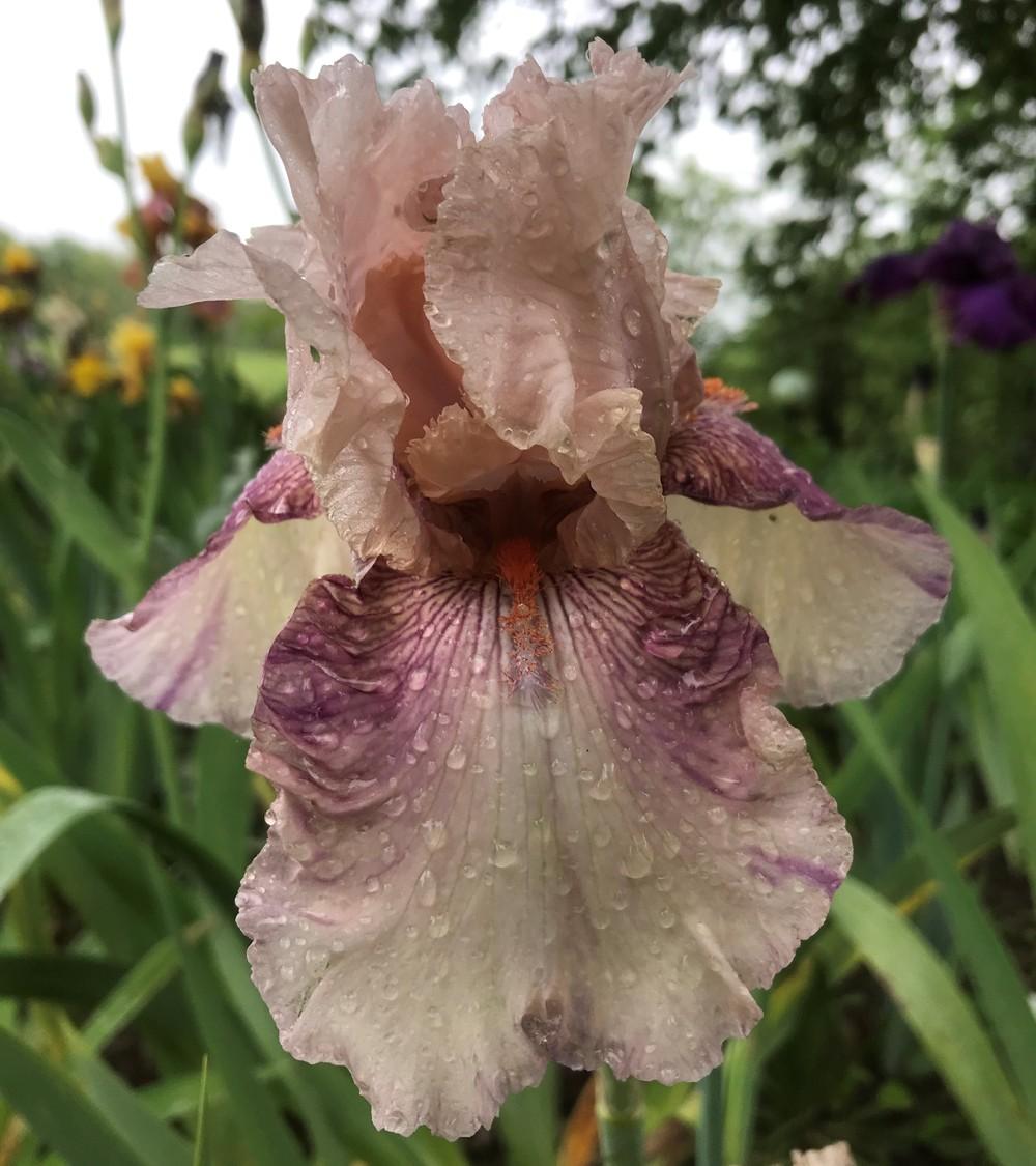 Tall Bearded Iris (Iris 'Spun Candy') in the Irises Database - Garden.org