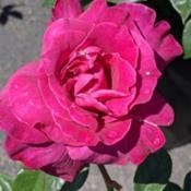 Rose (Rosa 'Intrigue') in the Roses Database - Garden.org