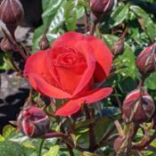 Rose (Rosa 'Hot Cocoa') in the Roses Database - Garden.org