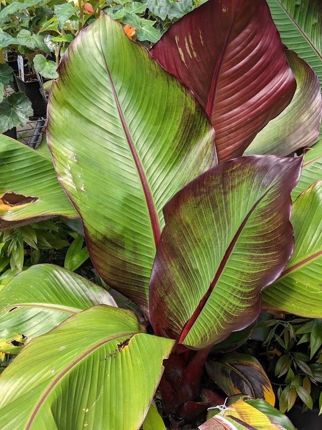 False Bananas: Plant Care and Collection of Varieties - Garden.org