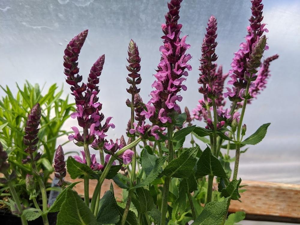 Garden Sage (Salvia nemorosa Sensation™ Compact Bright Rose) in the ...