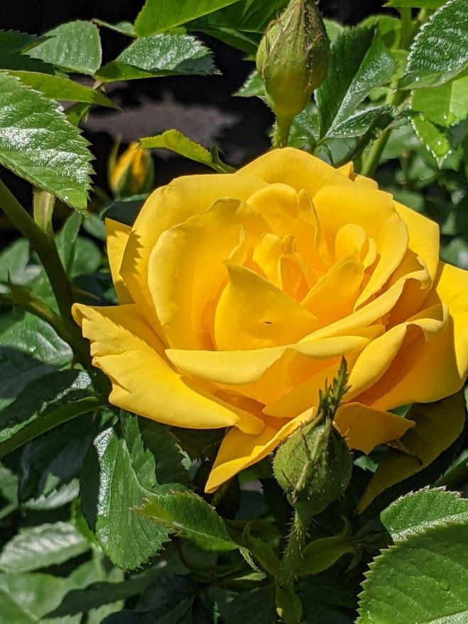 Photo of the bloom of Rose (Rosa 'Shockwave') posted by Joy - Garden.org