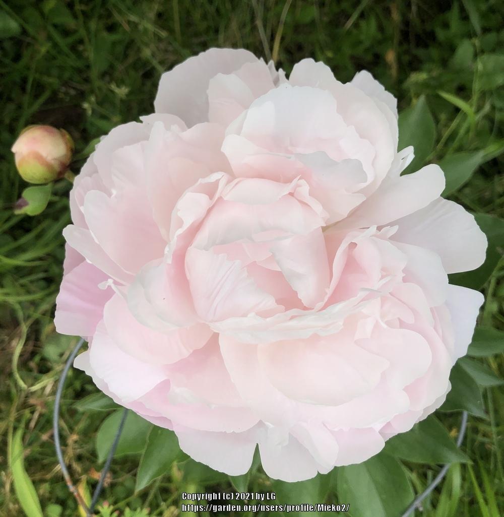 Peony (Paeonia 'Myron D. Bigger') in the Peonies Database - Garden.org