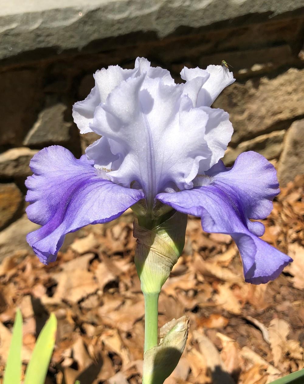 Tall Bearded Iris (Iris 'Glacier Spring') in the Irises Database ...
