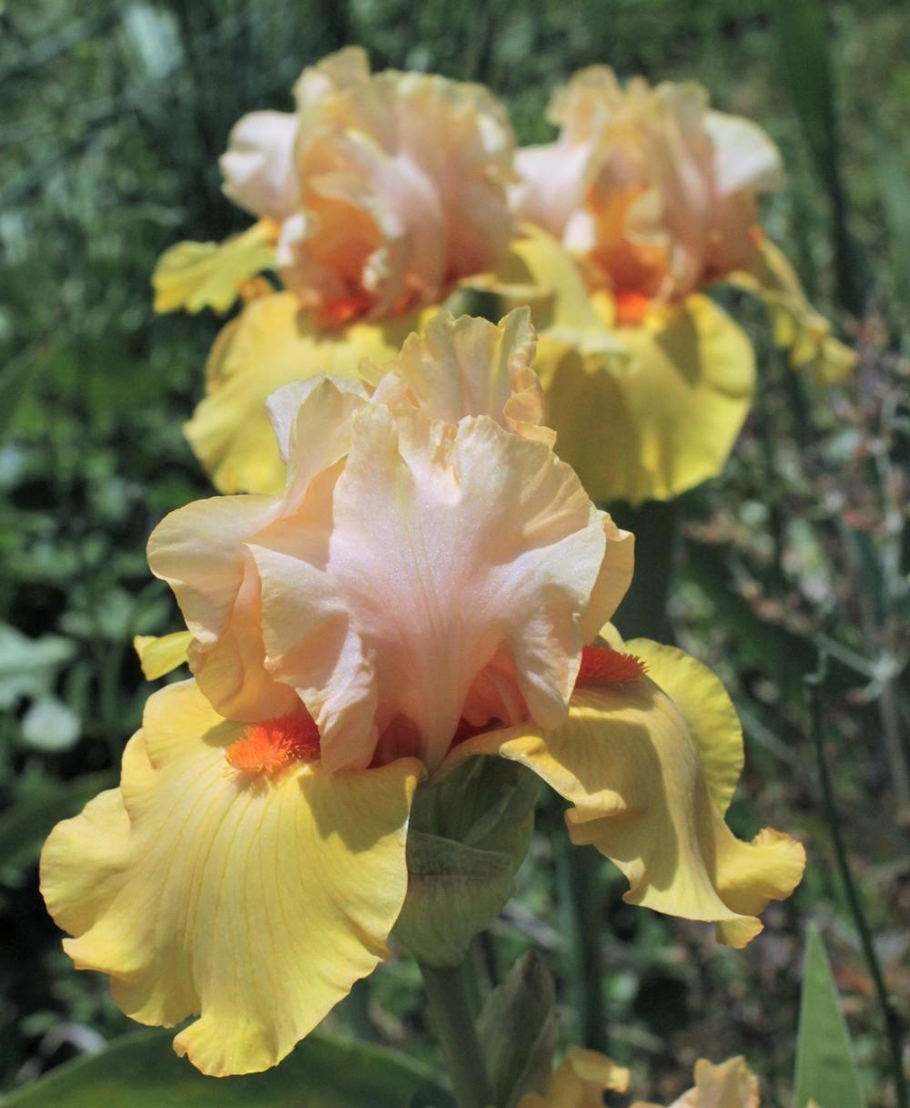 Photo of the bloom of Tall Bearded Iris (Iris 'Early To Rise') posted by cinvasko - Garden.org